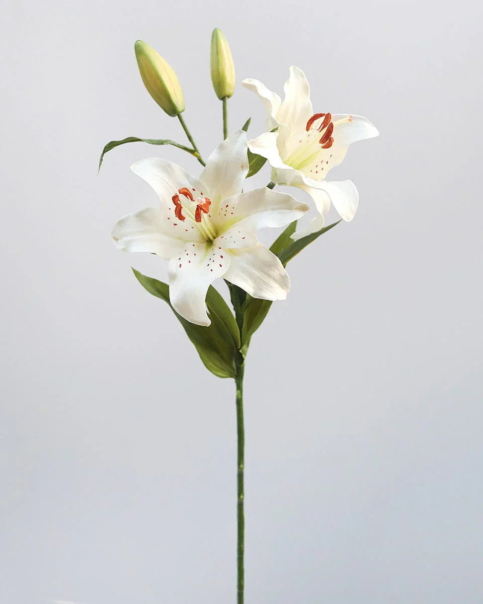 What is The Meaning of Lilies?
